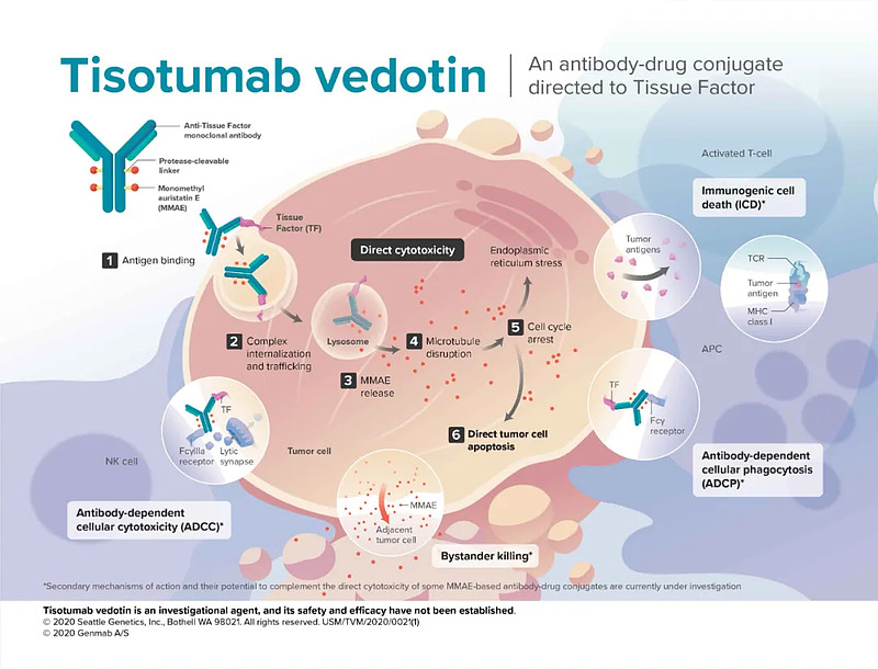 FDA批准首款TF-ADC药物上市 原文链接昨日（9月20日）， Seagen 和 Genmab 两家公司的tisotumab vedotin获FDA加速批... - 雪球
