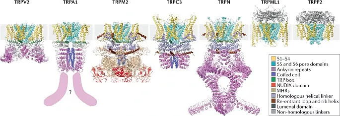 Nature：TRP通路靶点综述 原文链接9月15日Nature子刊 Nature Reviews Drug Discovery 上发表了一篇 ...