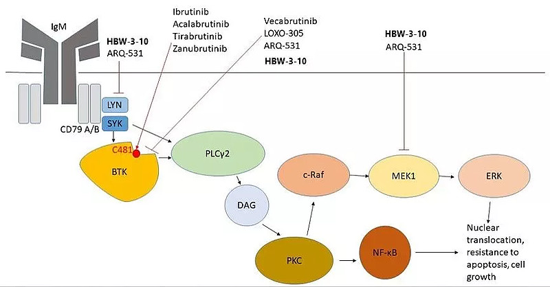 BTK后来者的竞争选择 BTK（布鲁顿酪氨酸蛋白激酶）是非受体酪氨酸激酶Tec家族的成员，除T细胞和自然杀伤细胞外，在所有造血细胞（如B细胞和髓... - 雪球