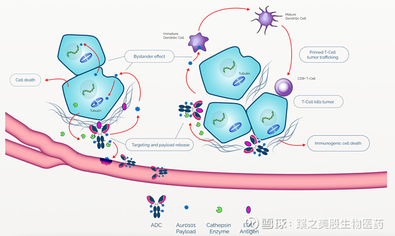 IPO早知道 | Pyxis Oncology：ADC公司申请IPO上市 作者：Wenjing 微信公众号：蹊之美股生物医药 ...