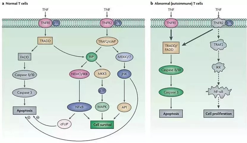 研究报告 | 靶向TNFR2药物在研现状 TNFR2靶点简介肿瘤坏死因子受体超家族（TNFR）蛋白的成员是先天/适应性免疫细胞相互协调的关键 ...
