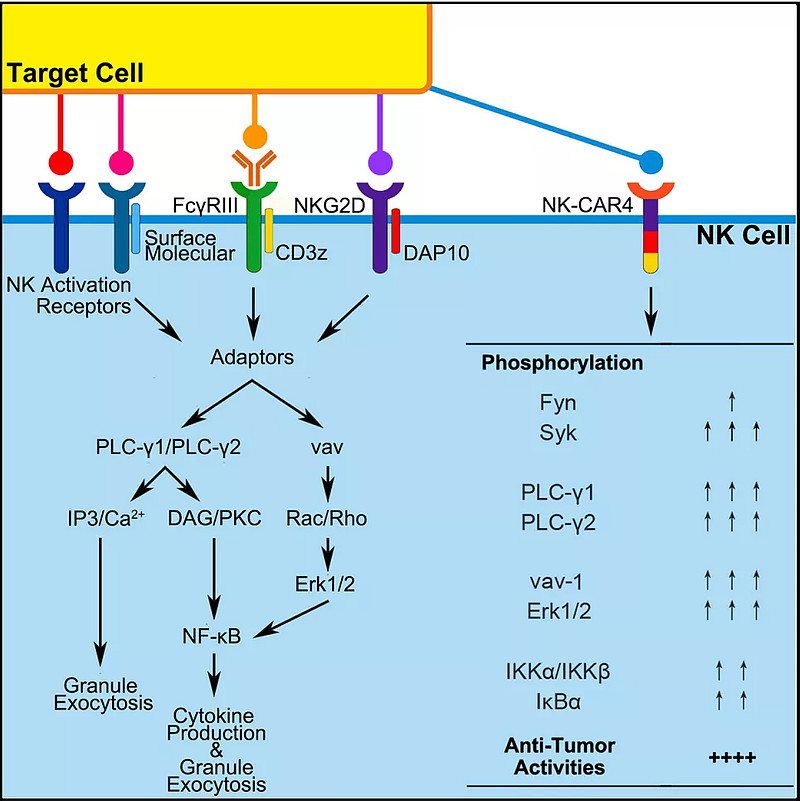 CAR-NK四种细胞来源及优缺点 和CAR-T细胞不同，NK细胞生命周期短，体内扩增受限，因而提高了其安全性，即使是异体细胞过继治疗，也相对 ...