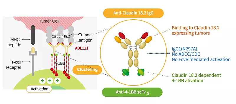 国内首家！天境生物申报CLDN18.2/4-1BB双抗 10月14日，CDE官网显示，天境生物CLDN18.2/4-1BB双特异性抗体 ...