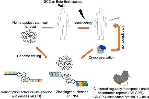 基因编辑诱导胎儿血红蛋白治疗β-血红蛋白病的策略 原文链接β-珠蛋白疾病，包括镰刀状细胞贫血病 (sickle cell disease ...