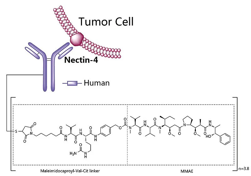 抗肿瘤靶点新秀：国内首个Nectin-4 ADC 获批临床 近日，国家药品监督管理局药品审评中心（CDE）显示， 迈威生物 靶向Nectin-4的ADC药物9MW2821获得临床试... - 雪球