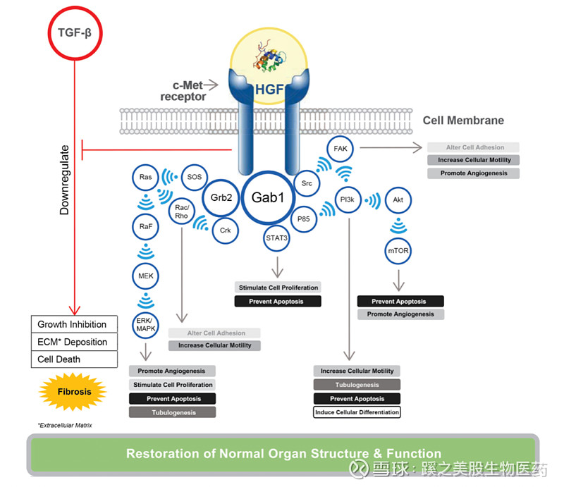 BioNews | Angion：ANG-3777的III期试验未达到主要终点,针对有移植... 作者：林出 微信公众号：蹊之美股生物医药 ...
