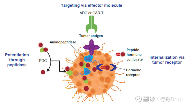 多肽偶联药物（PDC）的研究进展和未来方向 点击上方的 行舟Drug 添加关注 前言 通过癌细胞表面表达的分子选择性结合并发挥作用的靶向治疗是癌症治疗的一个重大... - 雪球