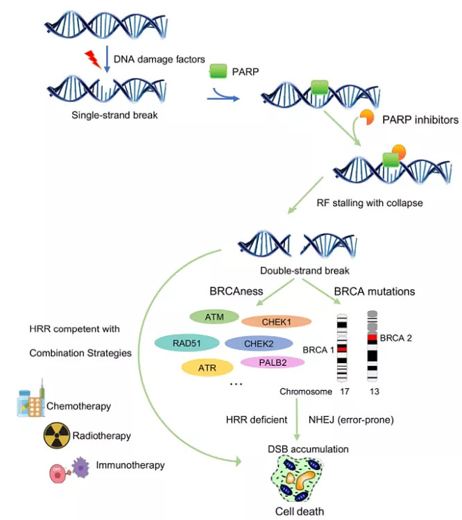 上海医药2.9亿美元License out背后，损伤修复为何持续火热？ 近期， 上海医药 宣布与沪亚生物（HUYABIO）达成一项独家许可协议 ...