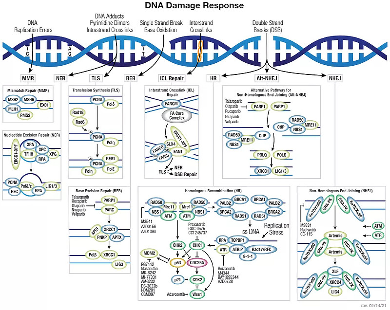 上海医药2.9亿美元License out背后，损伤修复为何持续火热？ 近期， 上海医药 宣布与沪亚生物（HUYABIO）达成一项独家许可协议 ...