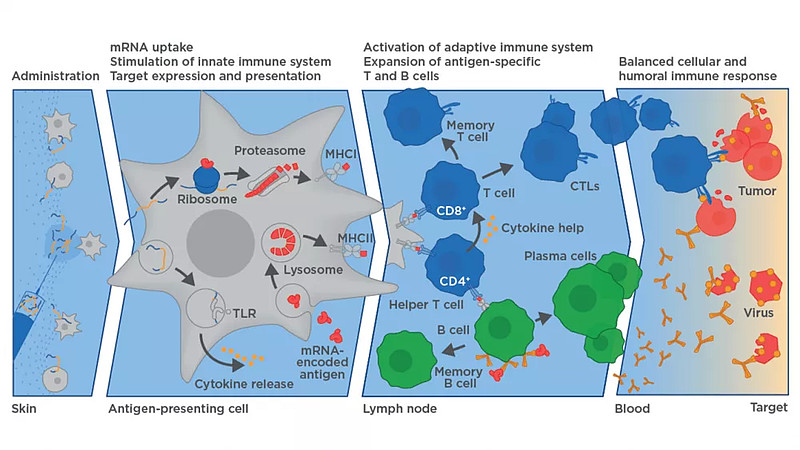 mRNA七十二变 mRNA 疫苗以其在新冠疫情中的优秀表现得到了更多的关注，使mRNA研究成为了炙手可热的“明星领域”。RNA作为遗传信息 ...