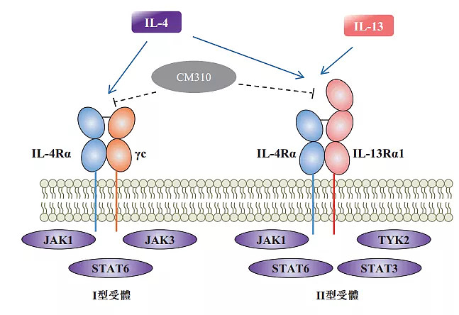 国内首个！康诺亚申报GPC3/CD3双抗 11月9日，CDE官网显示， 康诺亚 CM350临床试验申请获国家药监局受理。这是国内申报的首款 ...