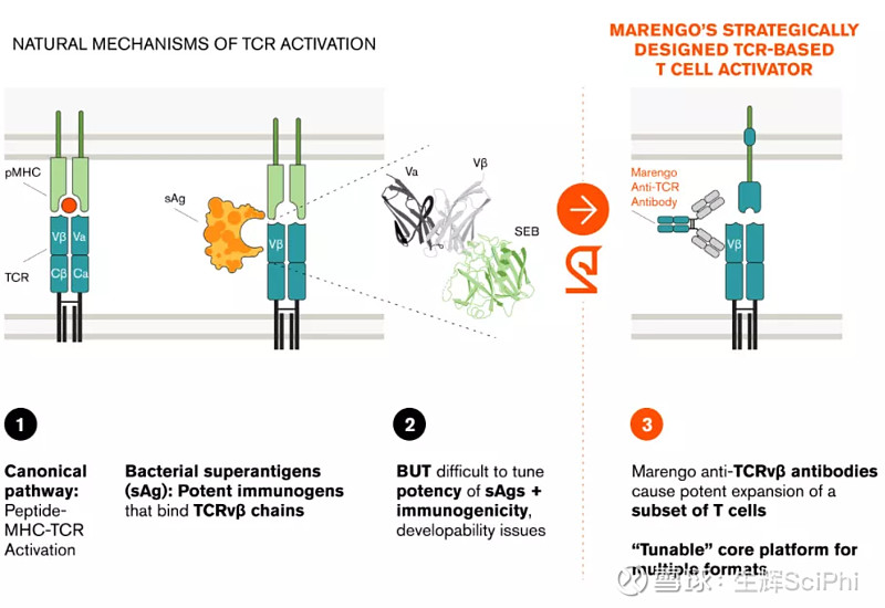 前默克肿瘤学负责人掌舵，初创获8000万美元融资，临床试验在即 近日，生命科学领域的风险投资 Apple Tree Partners（ATP ...