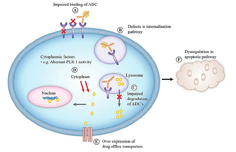 ADC药物：靶点选择与耐药机制 抗体偶联药物(antibody-drug conjugate，ADC)是用一个连接子将高靶向性的抗体分子与高细胞毒性的小... - 雪球