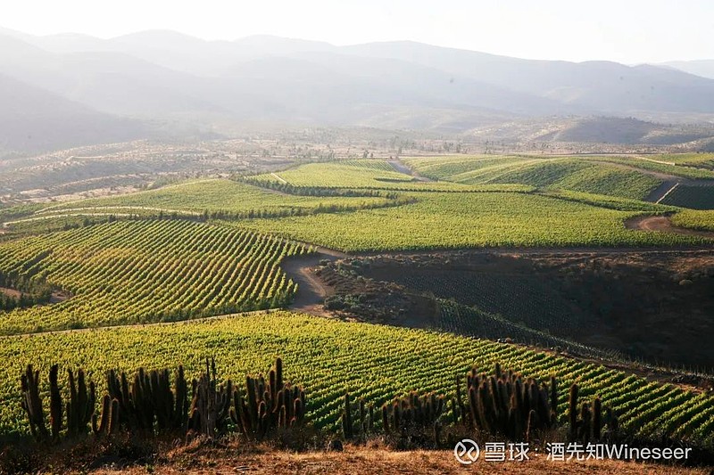 智利葡萄酒参展wine To Asia,酒庄信息先睹为快!(中) Wine To Asia 2021 将于12月2日至4日在深圳举办,智利葡萄酒协会将携10家优质酒庄参展。在上期预告中