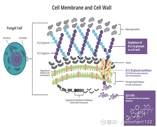 Scynexis和他的抗真菌药Brexafemme 今天来给大家分享一个新的医药公司。说来很是惭愧，本来在FDA出对Brexafemme用于 ...