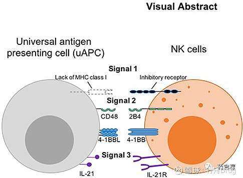 抗原呈递细胞能促进脐带血CAR-NK细胞的抗肿瘤活性 点击上方的 行舟Drug 添加关注NO.01 介绍 近年来，细胞治疗领域取得了显着进展 ...