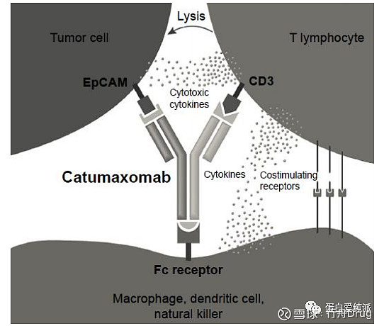 肿瘤治疗之双特异性抗体 点击上方的 行舟Drug 添加关注 肿瘤治疗之双特异性抗体 一、双特性抗体简介 双特异性抗体（BsAb）又称双功能 ...