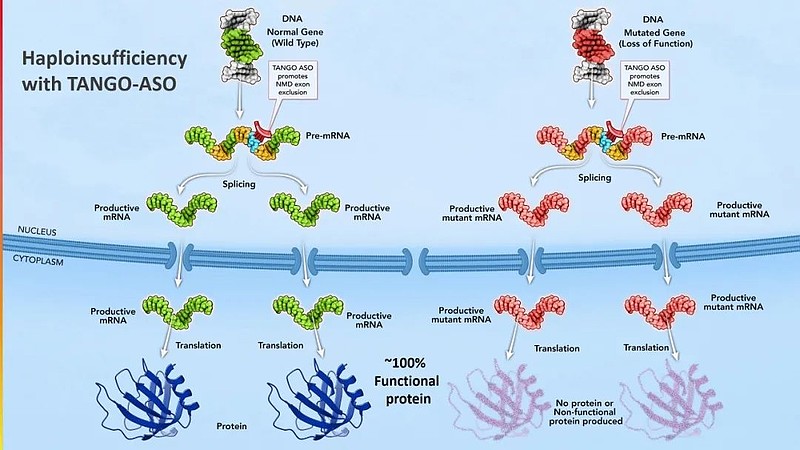 降低70.6%患儿癫痫发作频率，反义寡核苷酸药物临床结果积极 药明康德 内容团队编辑2021年12月3日，Stoke Therapeutics ...