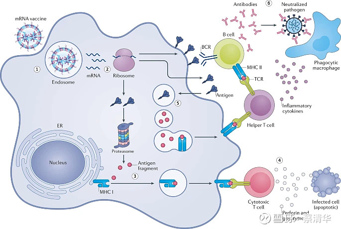 mRNA疫苗作用机理 信使 RNA 疫苗通过抗原呈递细胞的转染引发免疫(1) 注射的 mRNA 疫苗被抗原呈递细胞内吞。(2) mRNA 逃出 ...