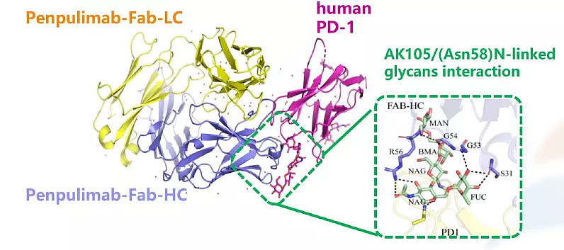内卷加剧，PD-L1单抗vsPD-1单抗，IgG1亚型的自信？ ——抗PD-(L)1单抗内卷加剧——今天看到的新闻让我略微震惊，12 月 16 日，正大天晴发布 TQB2450 联合安... - 雪球