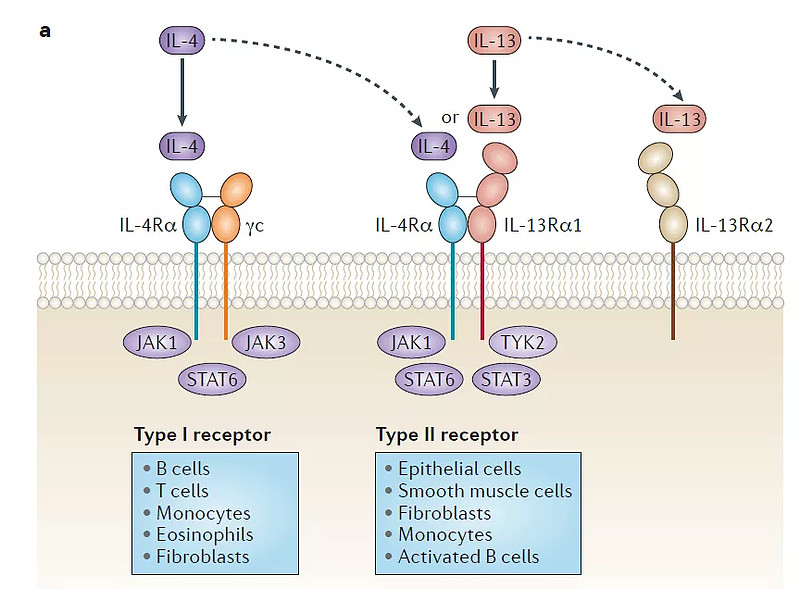 赛诺菲/再生元、康方生物等都在开发，IL-4Rα单抗潜力几何？ 药明康德 内容团队报道近期，一个炎症性疾病领域的靶点IL-4Rα迎来诸多新进展：12月16日，由赛诺菲（Sanofi... - 雪球