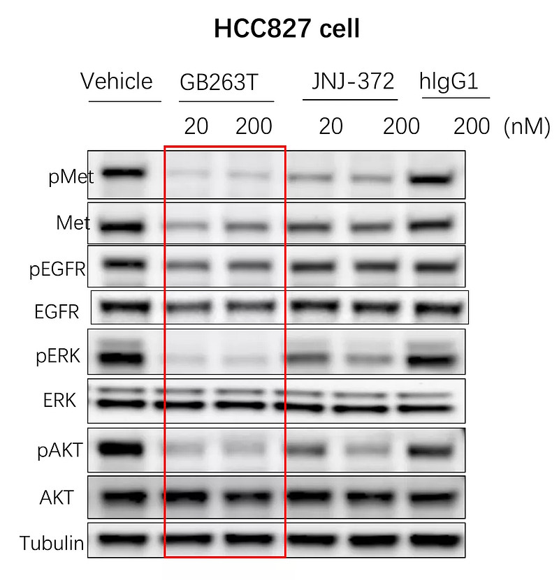嘉和生物自主研发的全球首个EGFR/cMET/cMET三特异抗体启动临床开发，多点靶向，破解非小细胞肺癌耐药 导读： 嘉和生物 $嘉和生物-B(06998)$ 自主研发的全球首个EGFR ...