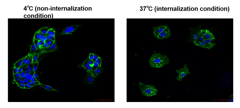 嘉和生物自主研发的全球首个EGFR/cMET/cMET三特异抗体启动临床开发，多点靶向，破解非小细胞肺癌耐药 导读： 嘉和生物 $嘉和生物-B ...