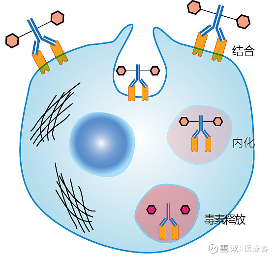 如何辅助ADC研发“精准制导” 医麦客近期热门报道 ★干细胞鉴定必收藏，围观赛默飞火眼金睛“识”干细胞 ★“睡美人”CAR-T疗法治疗急性髓系 ...