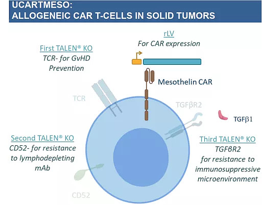 研究报告 | 靶向MSLN的在研现状 01 MSLN简述间皮素基因位于染色体16 p13.3，其基因全长8 kb，cDNA大小为213 bp ...