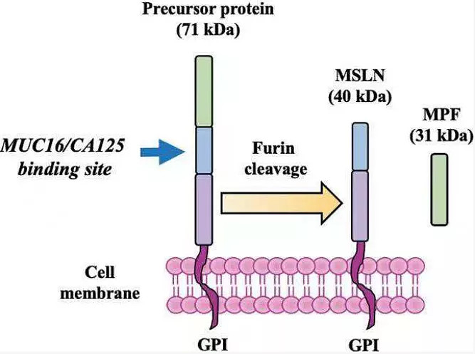 研究报告 | 靶向MSLN的在研现状 01 MSLN简述间皮素基因位于染色体16 p13.3，其基因全长8 kb，cDNA大小为213 bp，含有1884 b... - 雪球