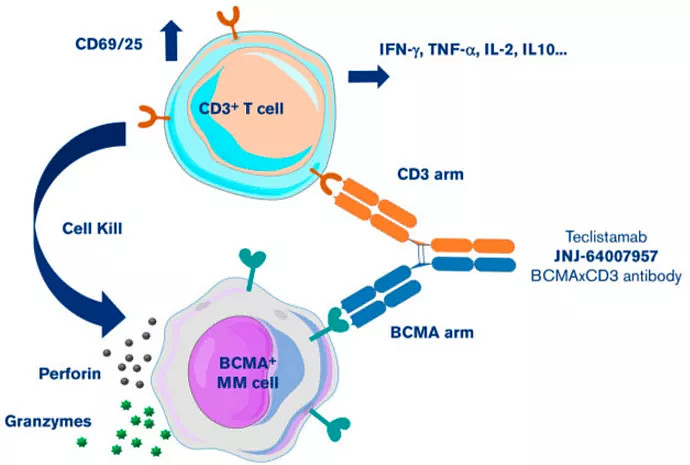 全球首款BCMA/CD3双抗在美递交上市申请 12月29日， 强生 宣布，旗下公司杨森已向美国FDA递交BCMA/CD3双特异性抗体teclistamab治疗复发或难... - 雪球