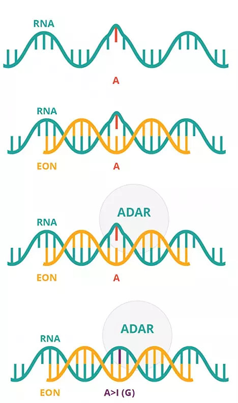 2021年全球RNA疗法领域投融资年报 关键数据2021年全球RNA疗法领域共发生64起投融资事件（含IPO），总金额超50亿美元，另有46项 ...