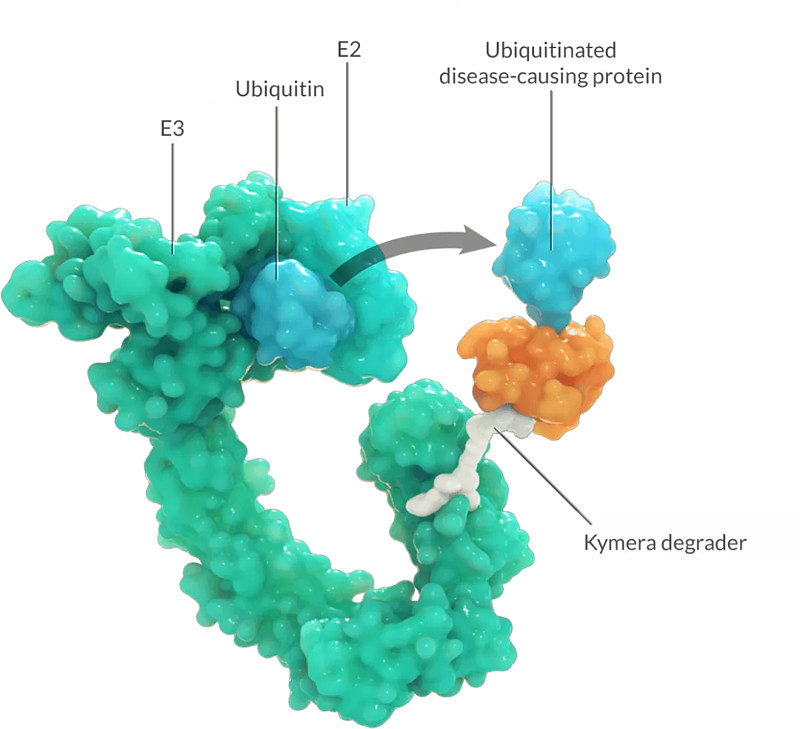 2022年最值得关注的蛋白降解公司TOP10 以PROTAC、LYTAC、分子胶为代表的靶向蛋白降解剂是近几年制药领域的热门研发方向。2021 ...