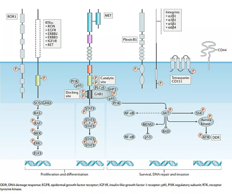 c-Met ADC获FDA突破性疗法认定,cMet/EGFR双抗I期数据上市 ——前言——最无聊的时间就是等飞机等高铁的时刻了，百无聊赖，不如写点自己以前就特别想写的东西。我一直以来的脑海中 ...