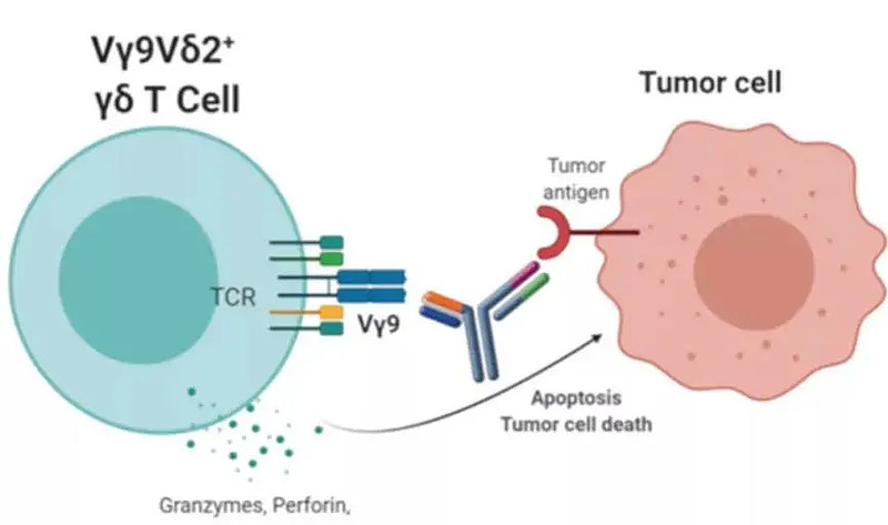 TCEs双抗面临的挑战及技术迭代（上） 近10年来，免疫检查点抑制剂（其中如CTLA-4，PD-1，PD-L1）在多种癌症的临床治疗中发挥了 ...