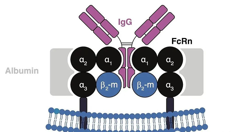 FcRn不仅与IgG抗体半衰期相关，与自身免疫疾病同样相关 ——前言——今天刷抖音，看到某人几乎贴脸拍摄某伴娘的视频，引起对方不悦，评论的一句 ...