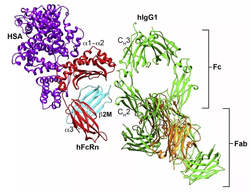 FcRn不仅与IgG抗体半衰期相关，与自身免疫疾病同样相关 ——前言——今天刷抖音，看到某人几乎贴脸拍摄某伴娘的视频，引起对方不悦，评论的一句 ...