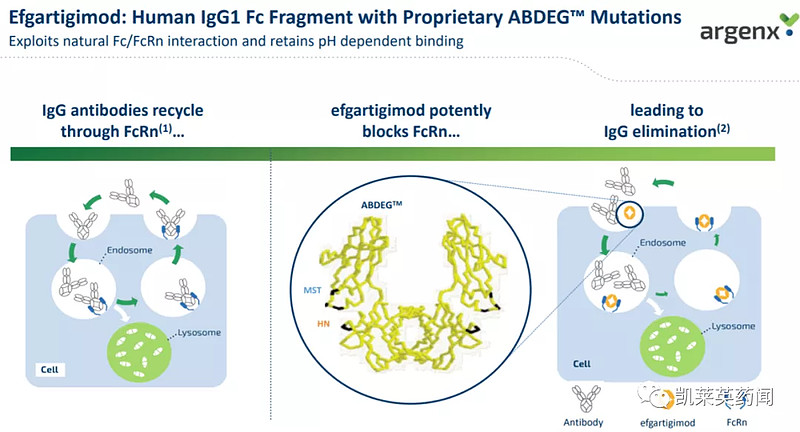 【FcRn】Efgartigimod日本获批（Argenx/再鼎） 1月20日，荷兰创新药开发公司 Argenx 宣布旗下Fc受体（FcRn ...