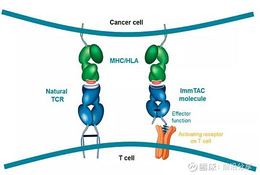 针对眼科葡萄膜黑色素瘤！FDA批准首款TCR疗法 1月26日， Immunocore 宣布FDA批准其双特异性融合蛋白Kimmtrak（tebentafusp-tebn）... - 雪球