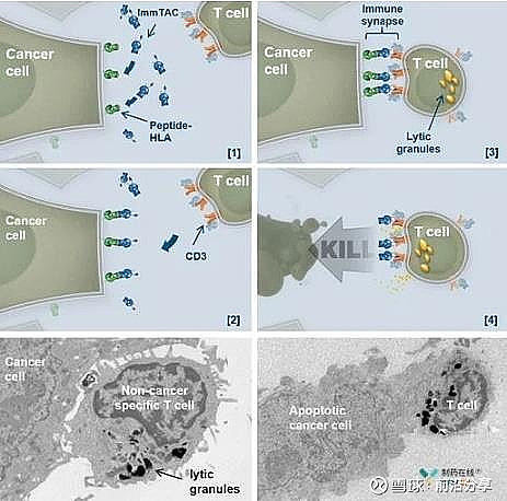 针对眼科葡萄膜黑色素瘤！FDA批准首款TCR疗法 1月26日， Immunocore 宣布FDA批准其双特异性融合蛋白Kimmtrak ...