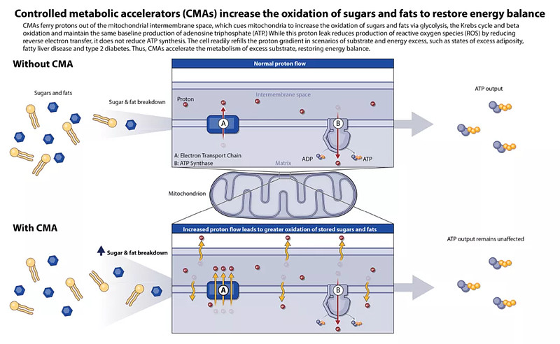 减脂不减肌，潜在“first-in-class”减肥疗法2期临床结果积极 药明康德 内容团队编辑今日Rivus Pharmaceuticals ...