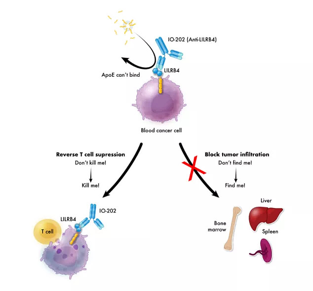 第一个抗LILRB4骨髓检查点抑制剂，获得FDA快速通道指定 2月17日，加利福尼亚州一家癌症免疫治疗公司Immune-Onc ...