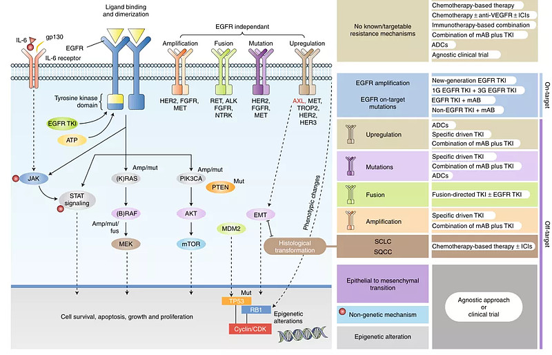 非小细胞肺癌(NSCLC)靶向治疗系列之三代EGFR抑制剂（一） 非小细胞肺癌(NSCLC)仍然是肺癌中最常见的恶性肿瘤，近年来导致的死亡率越 ...