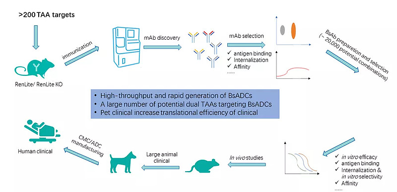 新一代治疗性抗体--双抗ADC药物研发平台 1、为什么要做双抗ADC肿瘤相关抗原（tumor associated antigen, TAA ...