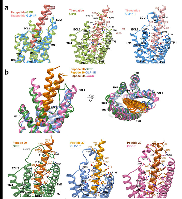 重磅首发！中国科学家首次揭示「GIPR、GLP-1R和GCGR双重和三重激动剂药理作用的分子机制」！意义重大！ 胰岛素释放多肽受体 ...