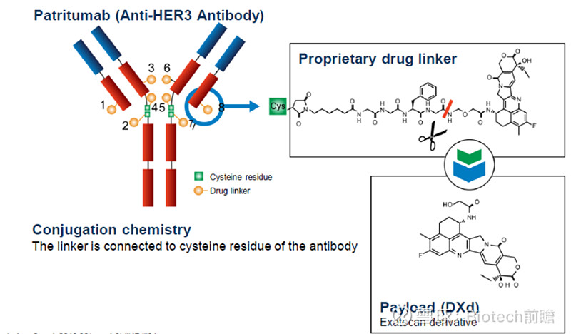 非小细胞肺癌领域，ADC药物进展 尽管靶向治疗在NSCLC（非小细胞肺癌）领域取得了快速进展，但仍存在未满足的需求，本文整理有关Her2 ...
