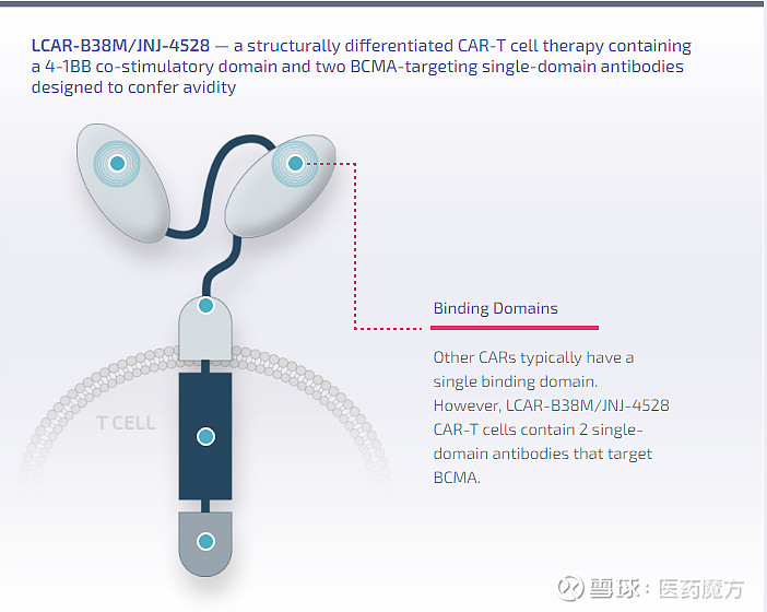 里程碑！传奇生物BCMA CAR-T疗法获FDA批准 2月28日， 传奇生物 靶向B细胞成熟抗原（BCMA）的CAR-T疗法西达基奥仑赛(cilta-cel)的生物制品许可申... - 雪球