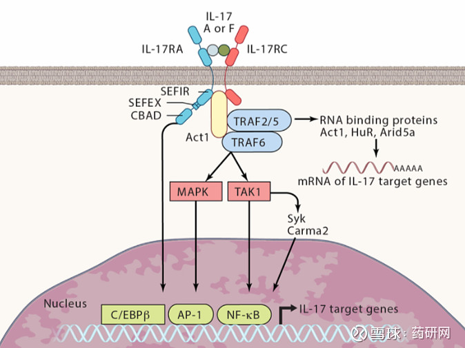 大热靶点IL-17丨百家争鸣 力争上游 IL-17综述白细胞介素17(interleukin 17, IL17)是由CD4+ T细胞分泌，能够 ...