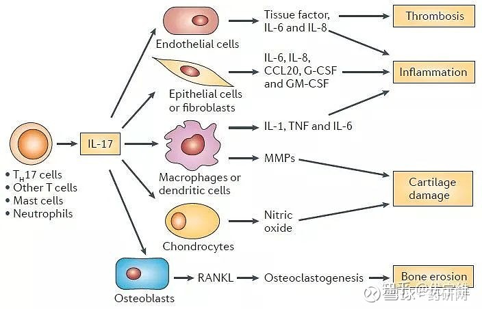 大热靶点IL-17丨百家争鸣 力争上游 IL-17综述白细胞介素17(interleukin 17, IL17)是由CD4+ T细胞分泌，能够 ...