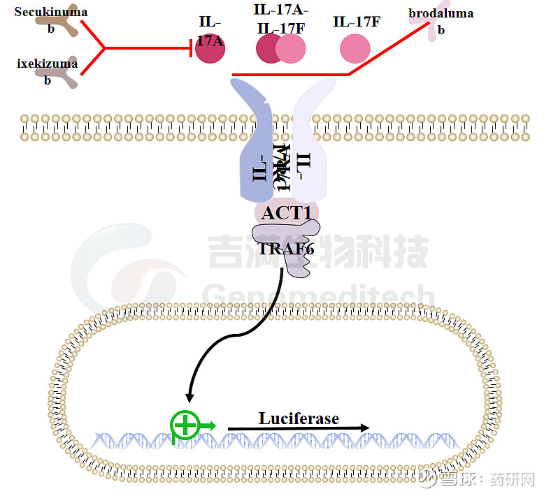 大热靶点IL-17丨百家争鸣 力争上游 IL-17综述白细胞介素17(interleukin 17, IL17)是由CD4+ T细胞分泌，能够 ...